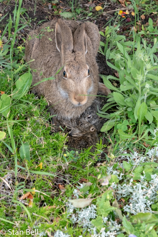 Hare (Jack Rabbit) gives birth in my Garden - STANLEY BELL PHOTOGRAPHY